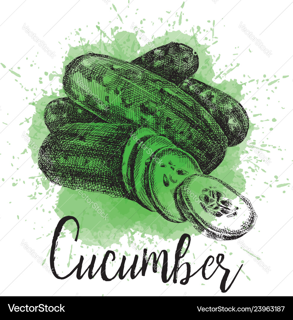 Hand drawn of a cucumber Royalty Free Vector Image