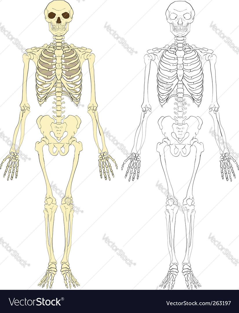 Skeleton Royalty Free Vector Image - VectorStock