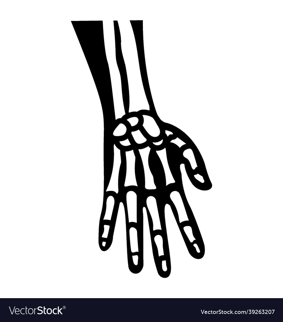 Hand bones Royalty Free Vector Image - VectorStock