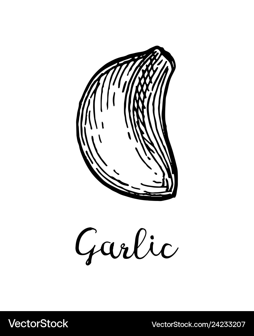 Ink sketch of garlic Royalty Free Vector Image