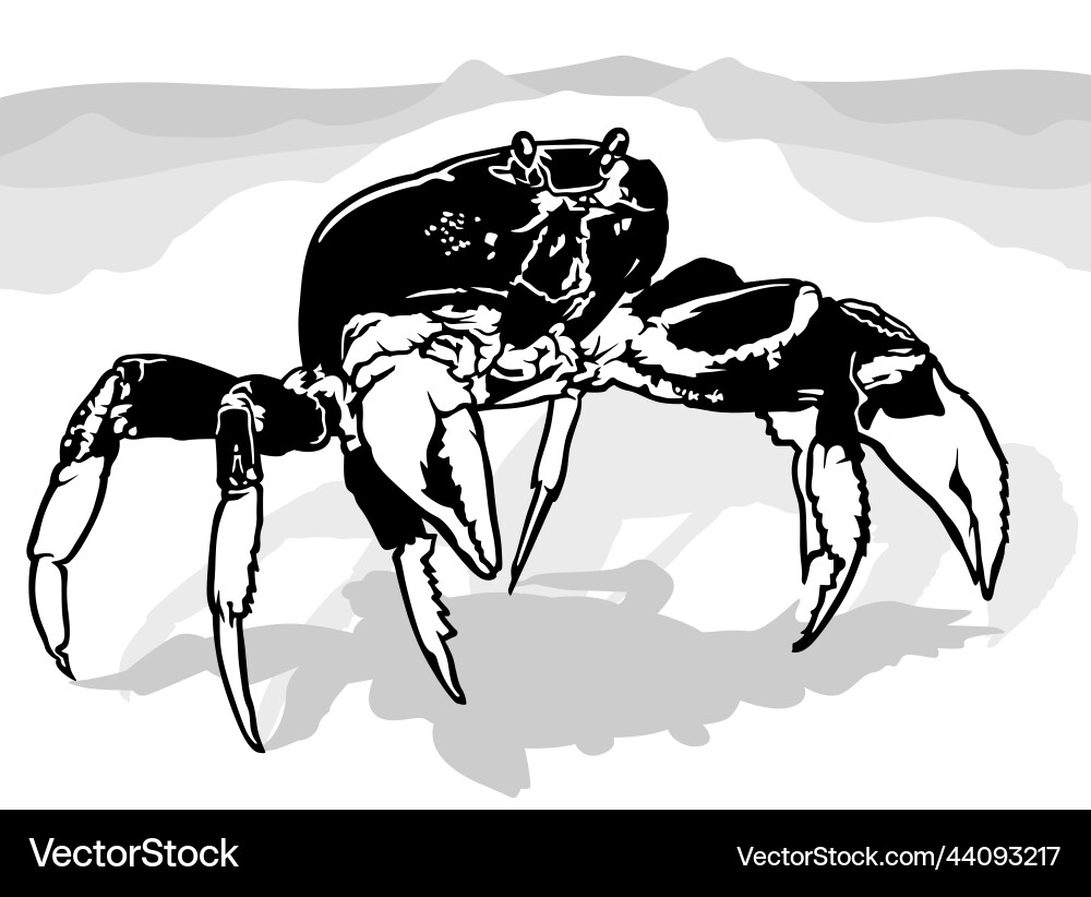 Drawing of a large crab from front view Royalty Free Vector