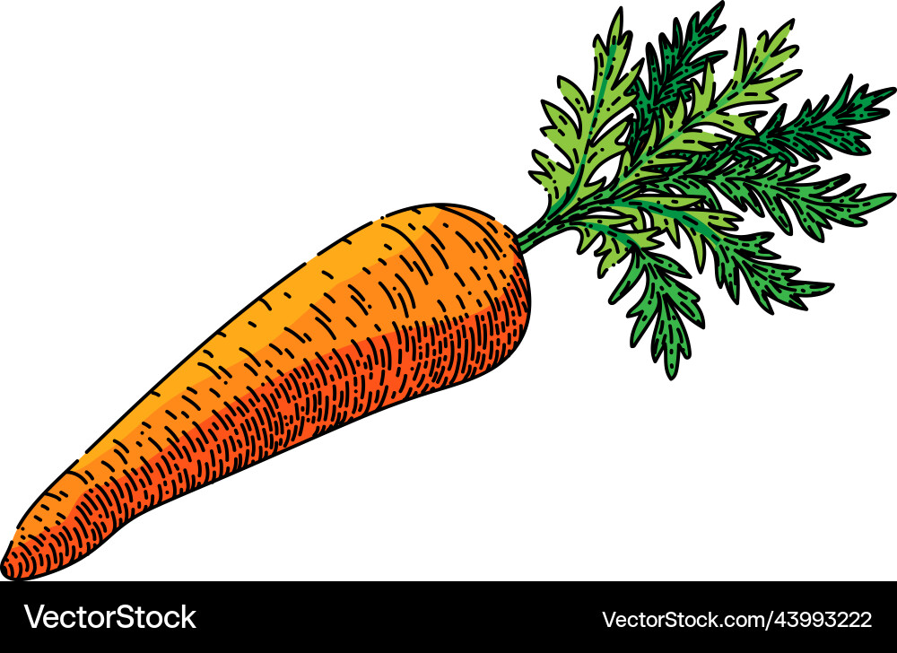Carrot plant sketch hand drawn Royalty Free Vector Image