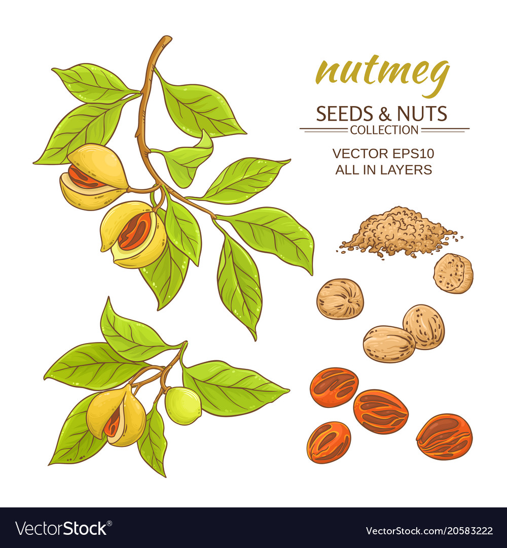 Nutmeg set Royalty Free Vector Image - VectorStock