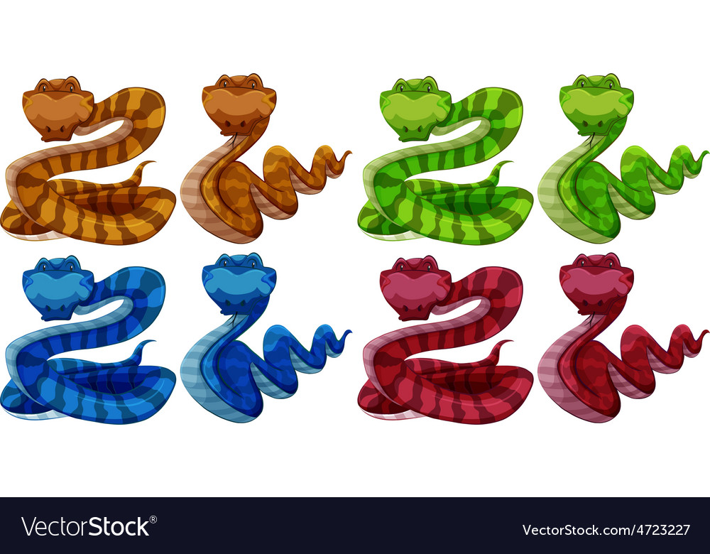 Snakes Royalty Free Vector Image - VectorStock
