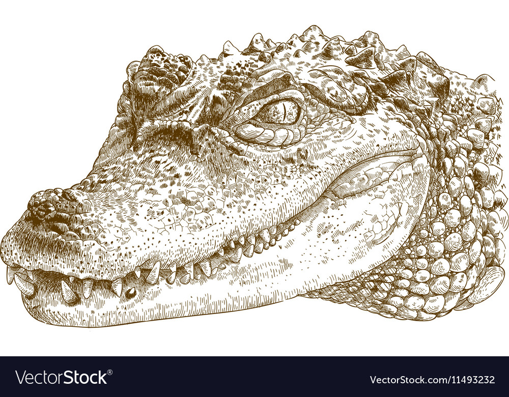 Etching crocodile head Royalty Free Vector Image