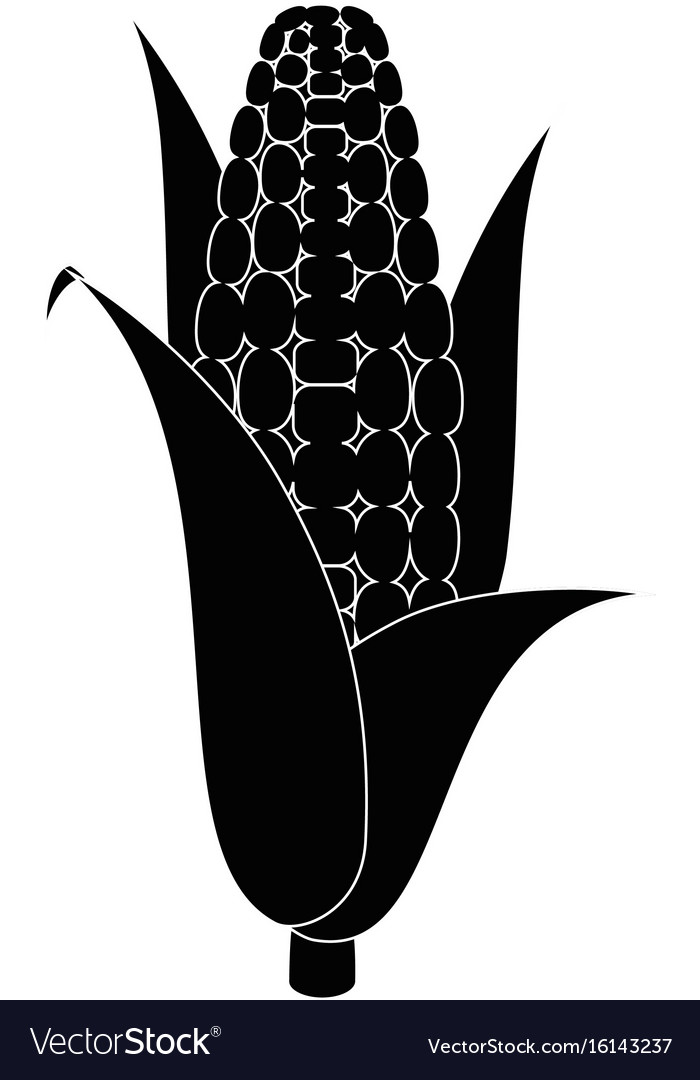 Isolated corn vegetable Royalty Free Vector Image