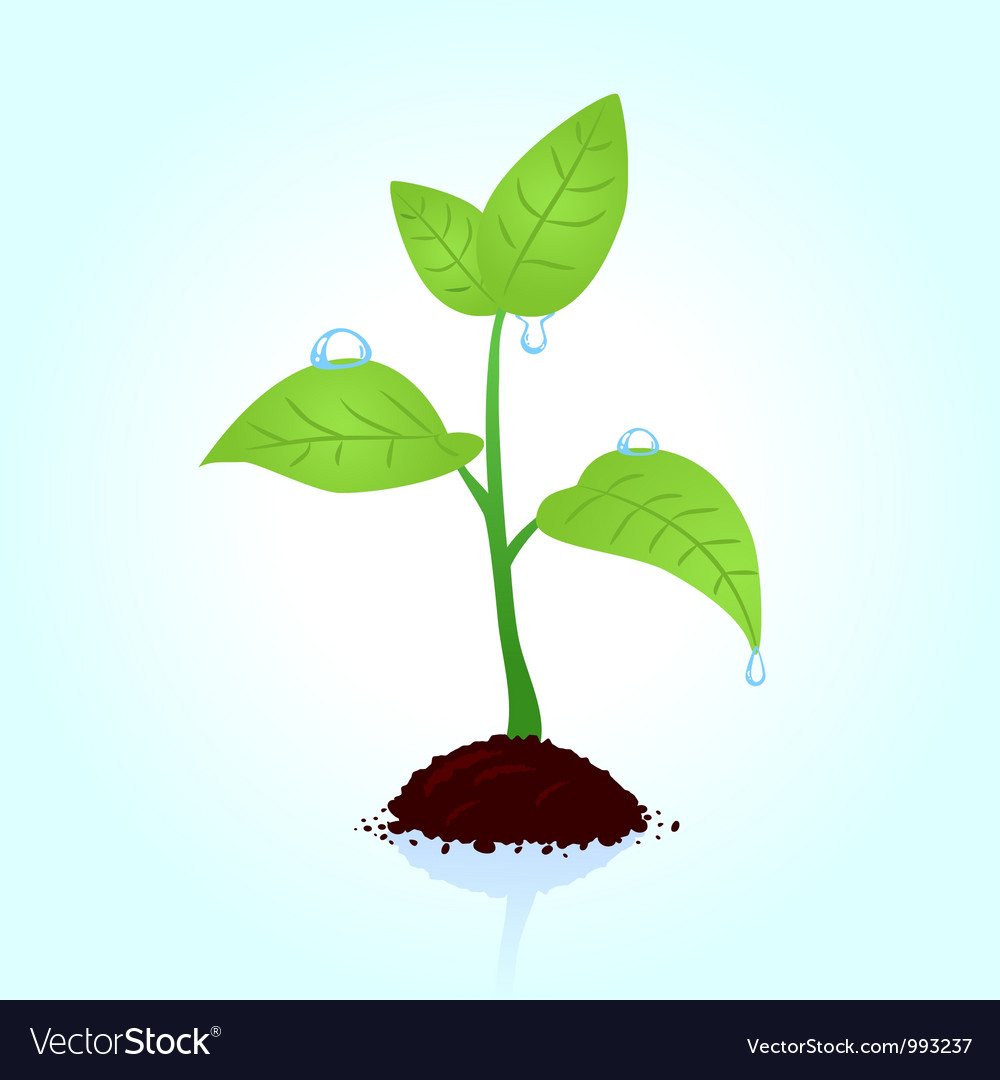 Seedling Royalty Free Vector Image - VectorStock