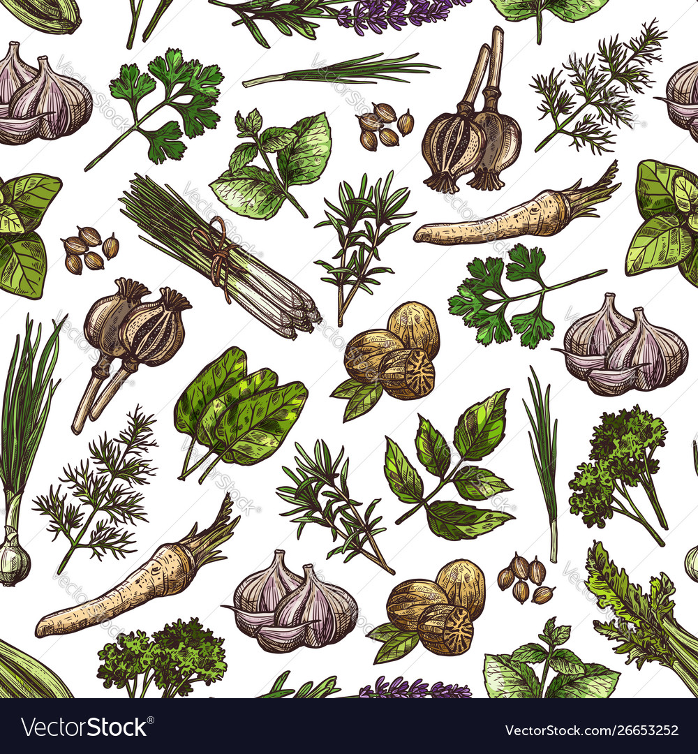 Green herbs spices vegetable seasonings pattern Vector Image
