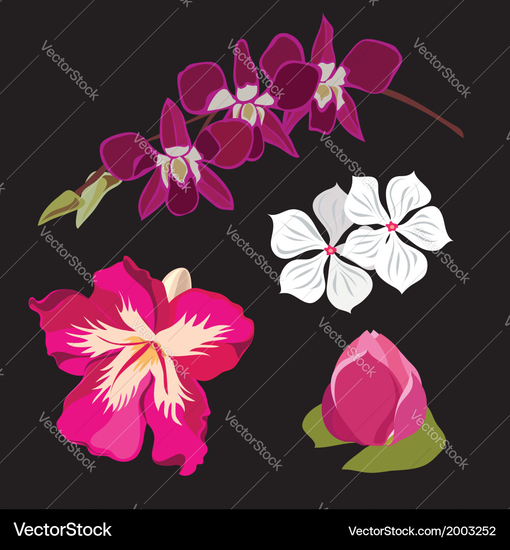 Set of realistic flowers isolated on black Vector Image