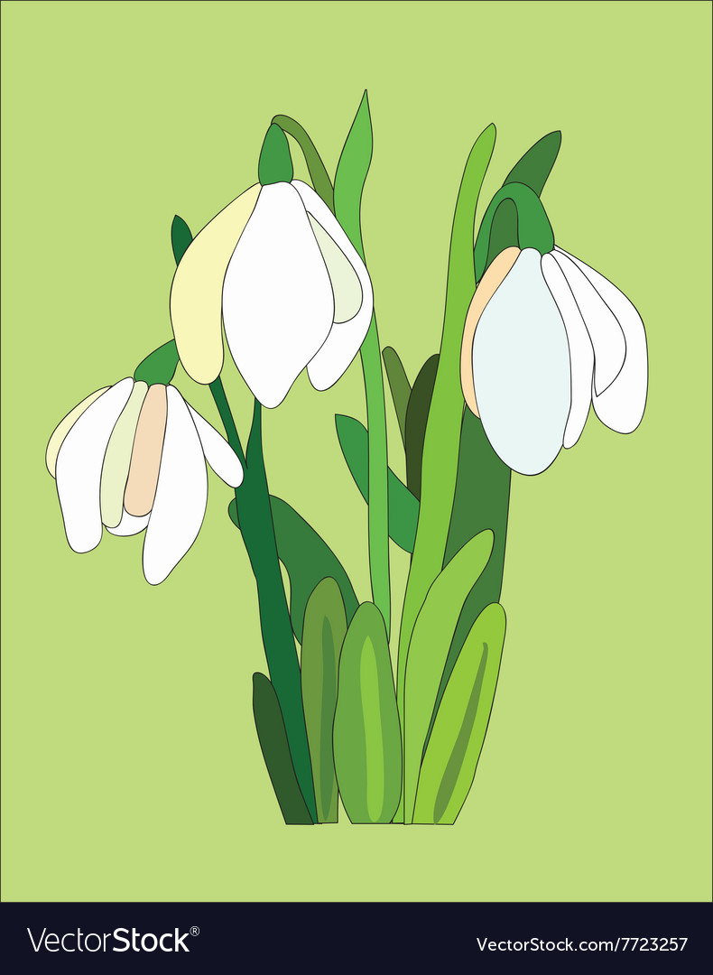 Snowdrop Royalty Free Vector Image - VectorStock