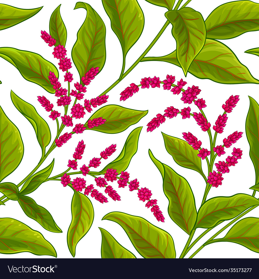Amaranth pattern Royalty Free Vector Image - VectorStock