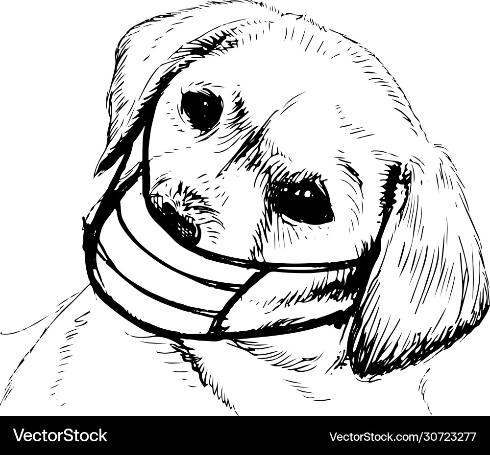 Labrador retriever dog with mask Royalty Free Vector Image
