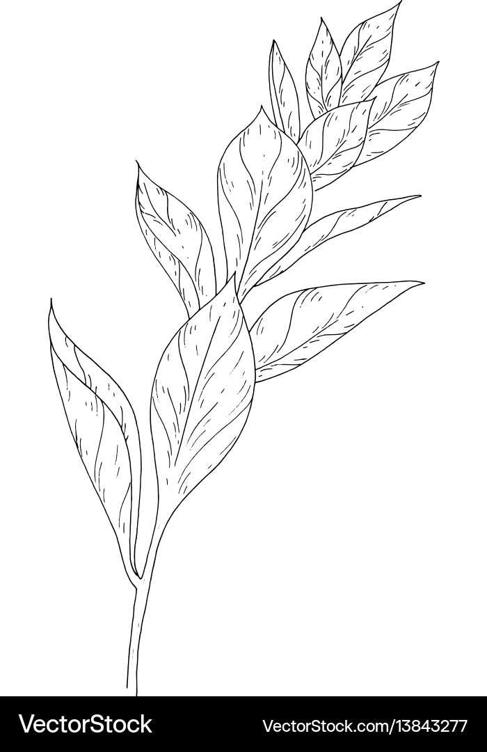 Leaves ink sketch on white background Royalty Free Vector