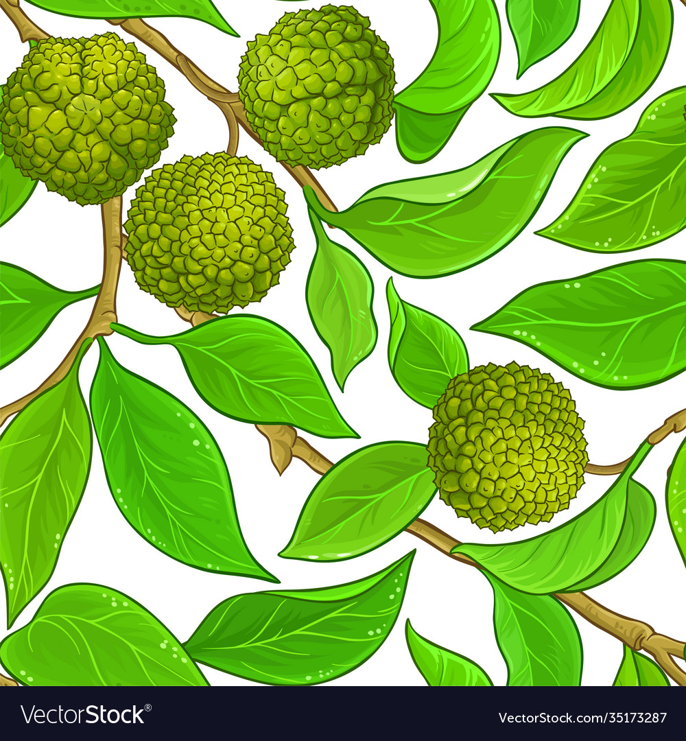 Calodendrum pattern Royalty Free Vector Image - VectorStock Calodendrum pattern Royalty Free Vector Image - VectorStock
