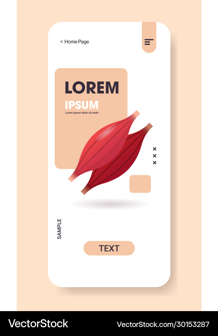 Muscle structure human internal organ anatomy Vector Image