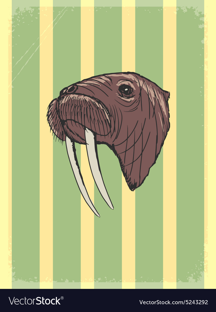 Walrus Royalty Free Vector Image - VectorStock