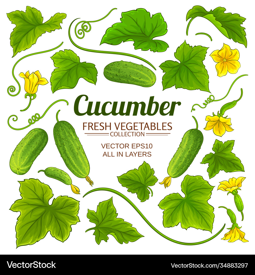 Cucumber elements set on white background Vector Image