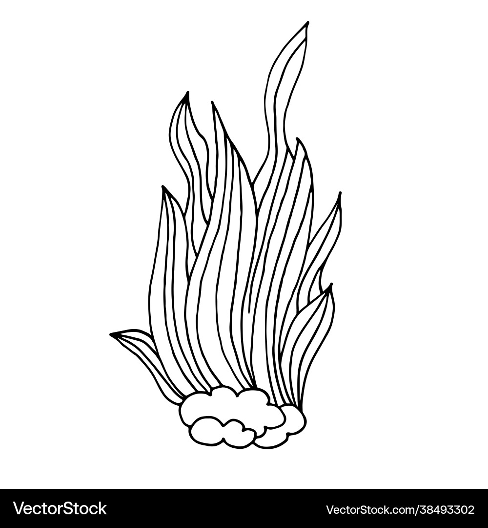 Contour algae bush marine theme icon in hand draw Vector Image