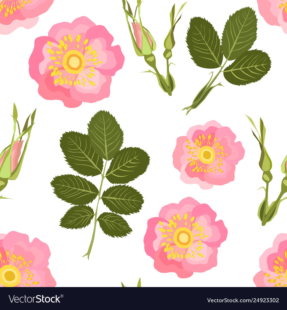 Wild rose seamless pattern Royalty Free Vector Image