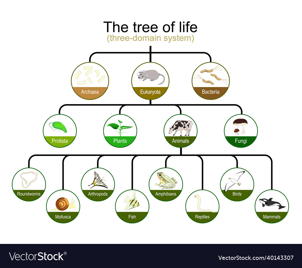Classification of tree of life three-domain Vector Image