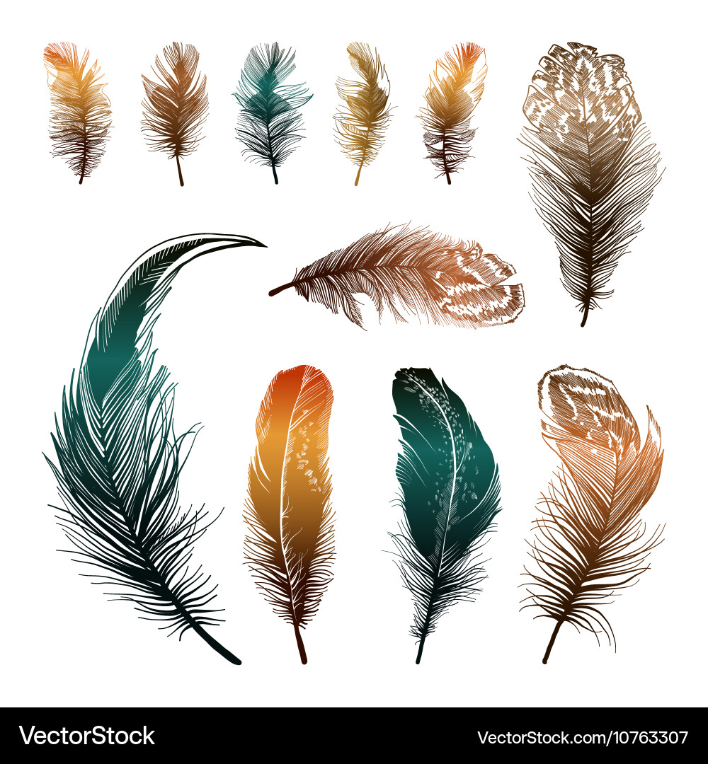 Set of four straight feathers Royalty Free Vector Image