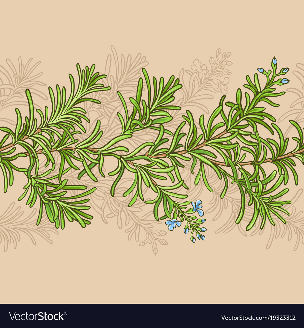 Rosemary pattern Royalty Free Vector Image - VectorStock