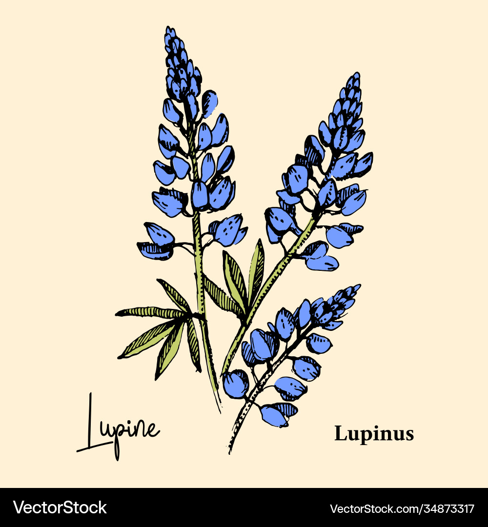 Hand drawn sketch botanical wildflower background Vector Image