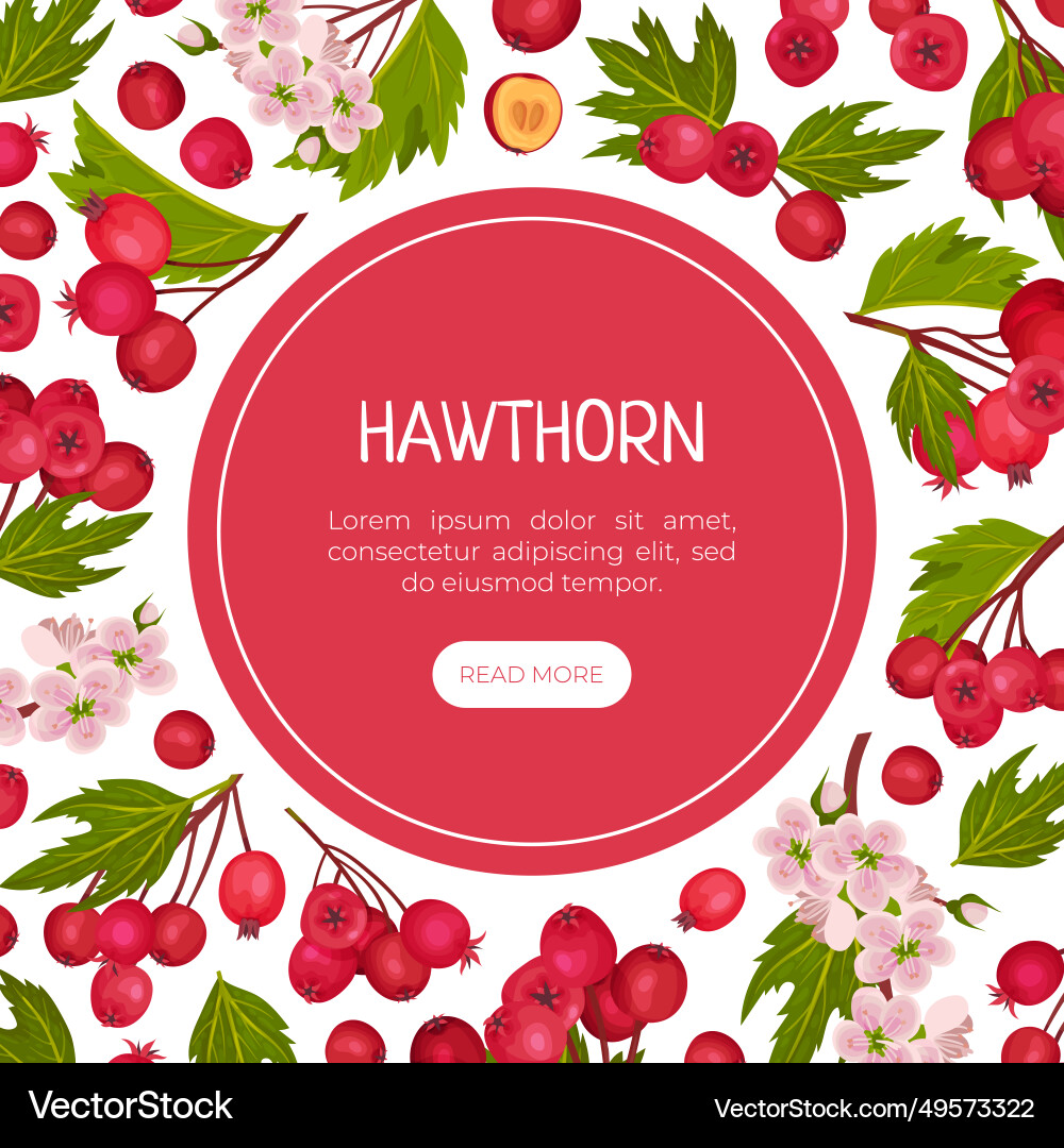 Hawthorn berry banner design with ripe fruit Vector Image