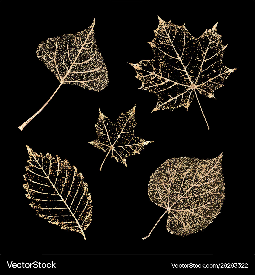 Set gold skeleton leaves on black background Vector Image