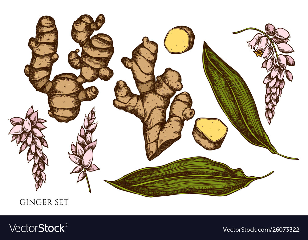 Set hand drawn colored ginger Royalty Free Vector Image Set hand drawn colored ginger Royalty Free Vector Image