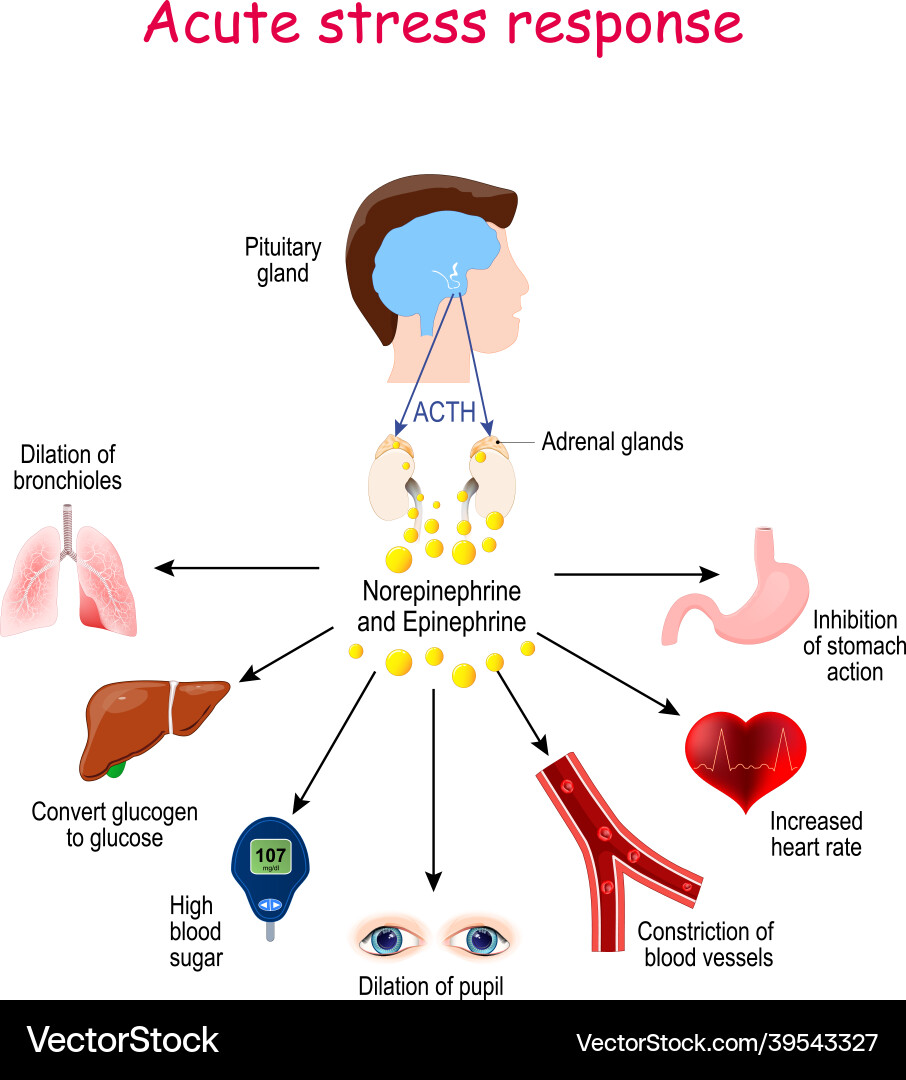 Acute stress response reaction of endocrine system