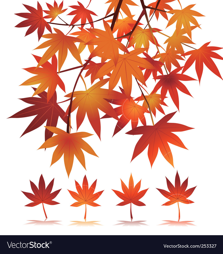Maple Royalty Free Vector Image - VectorStock