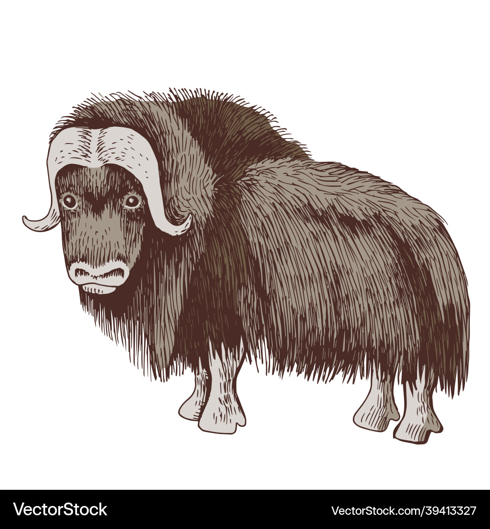 Standing musk ox isolated on white background Vector Image