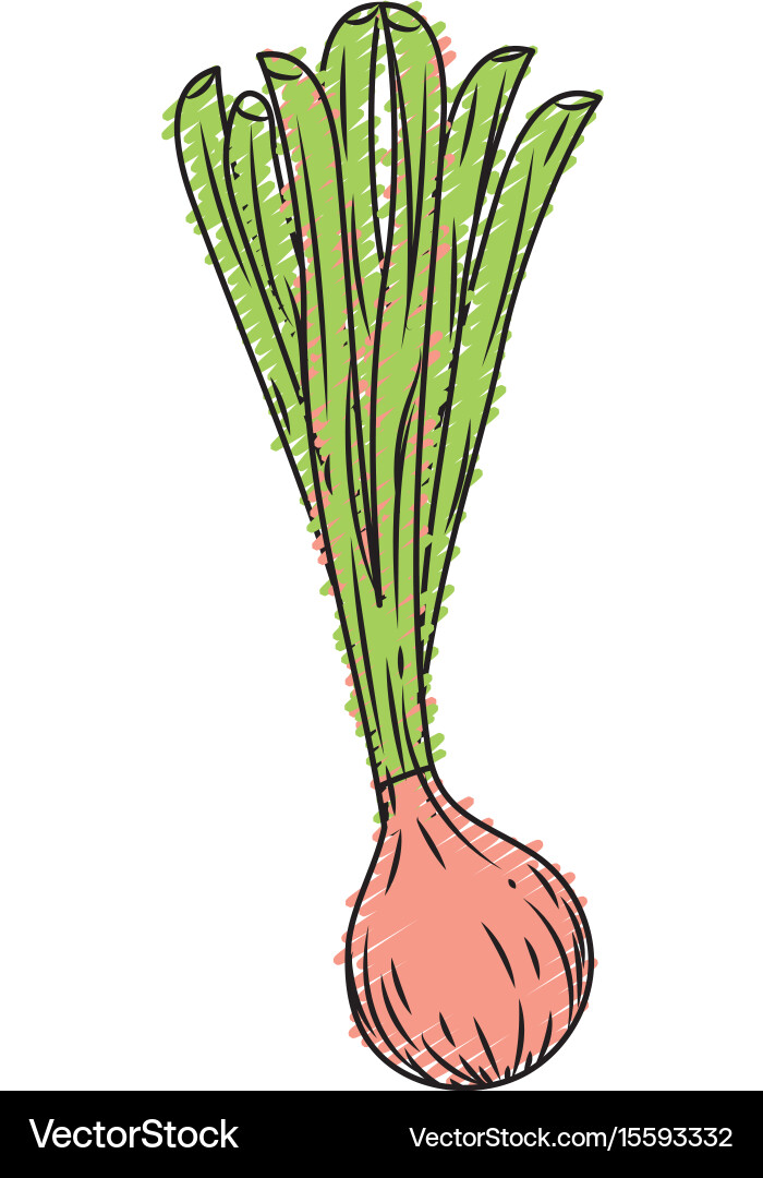 Fresh long onion plant vegetable Royalty Free Vector Image