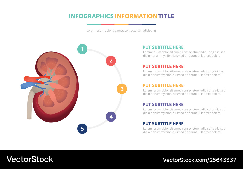 Human kidney anatomy infographic template concept Vector Image