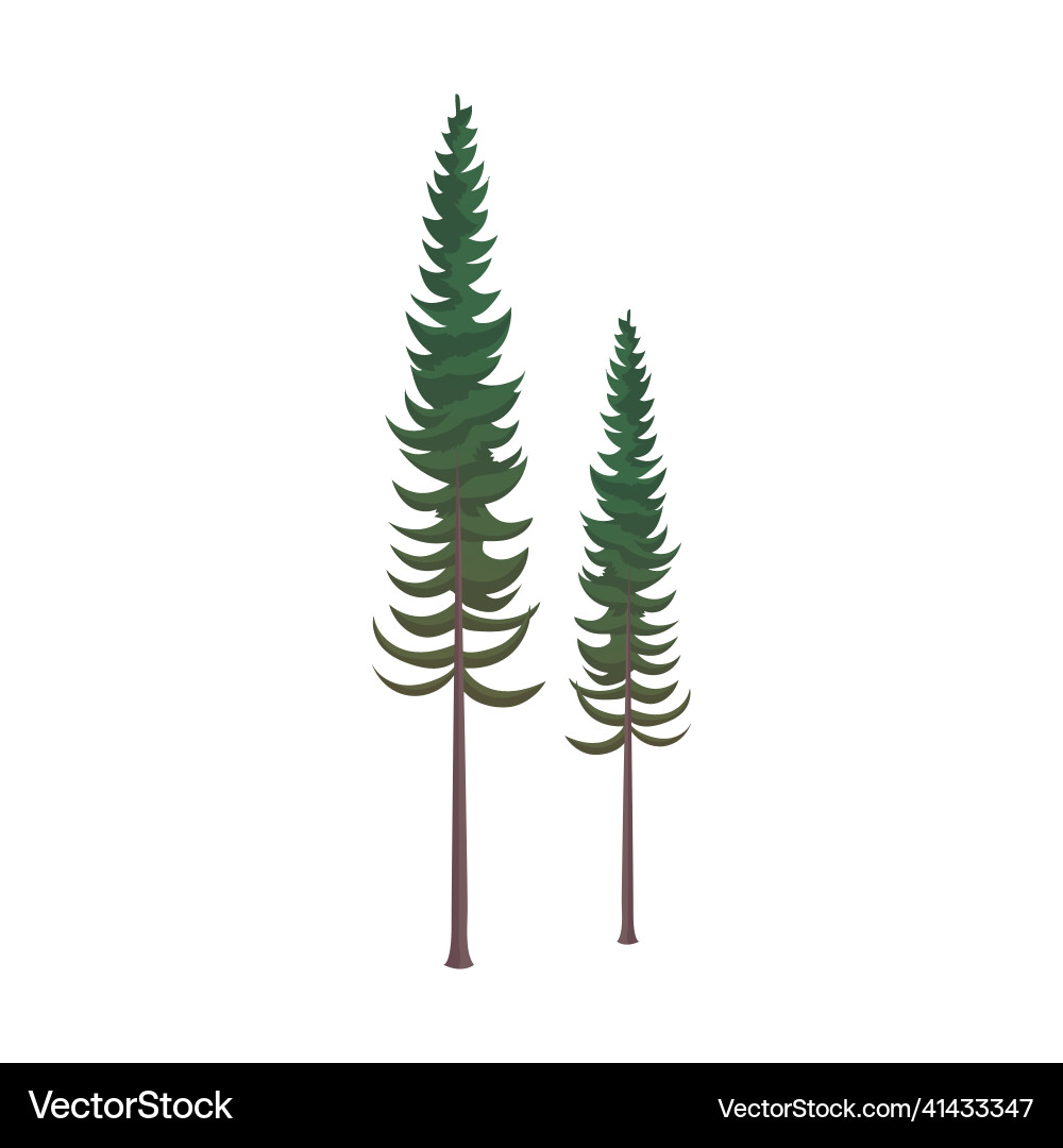 Realistic dense green fir trees on white Vector Image