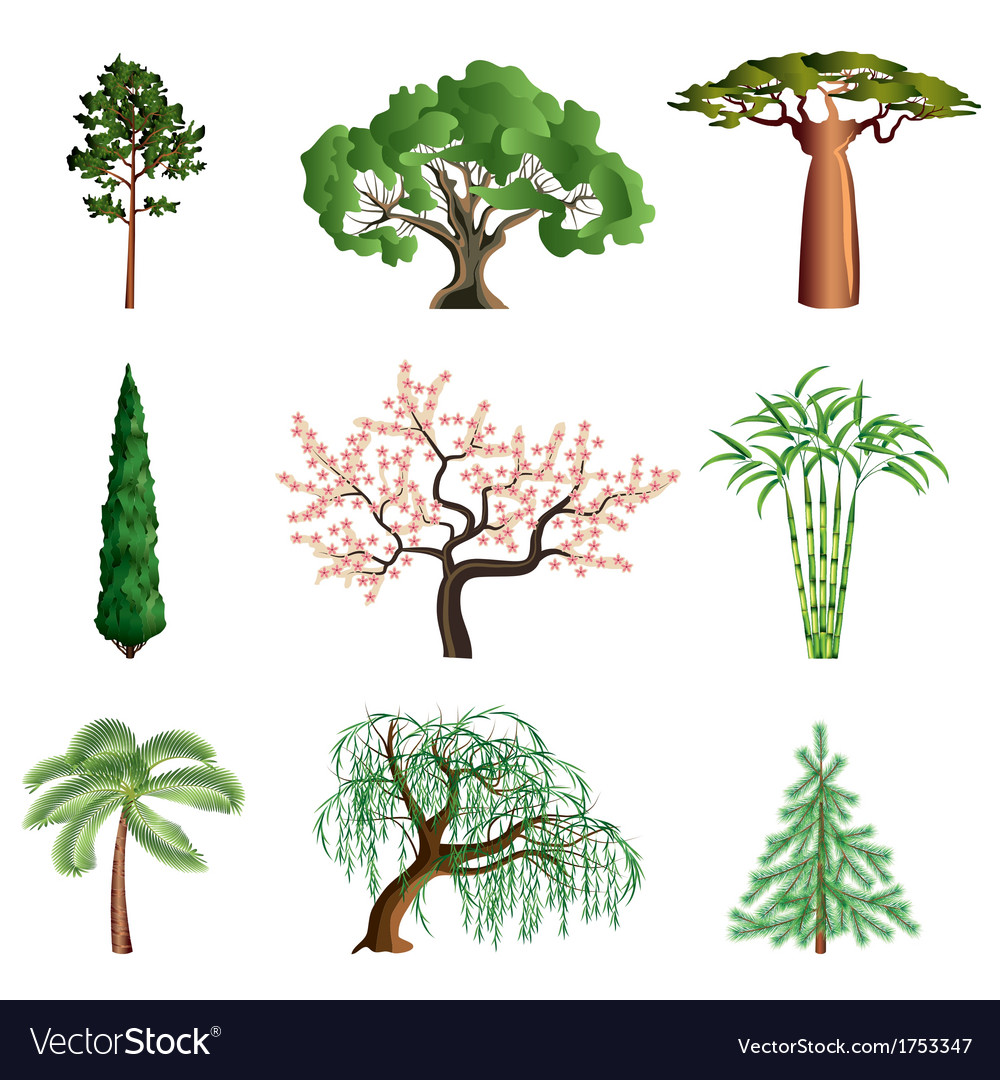 Trees set Royalty Free Vector Image - VectorStock