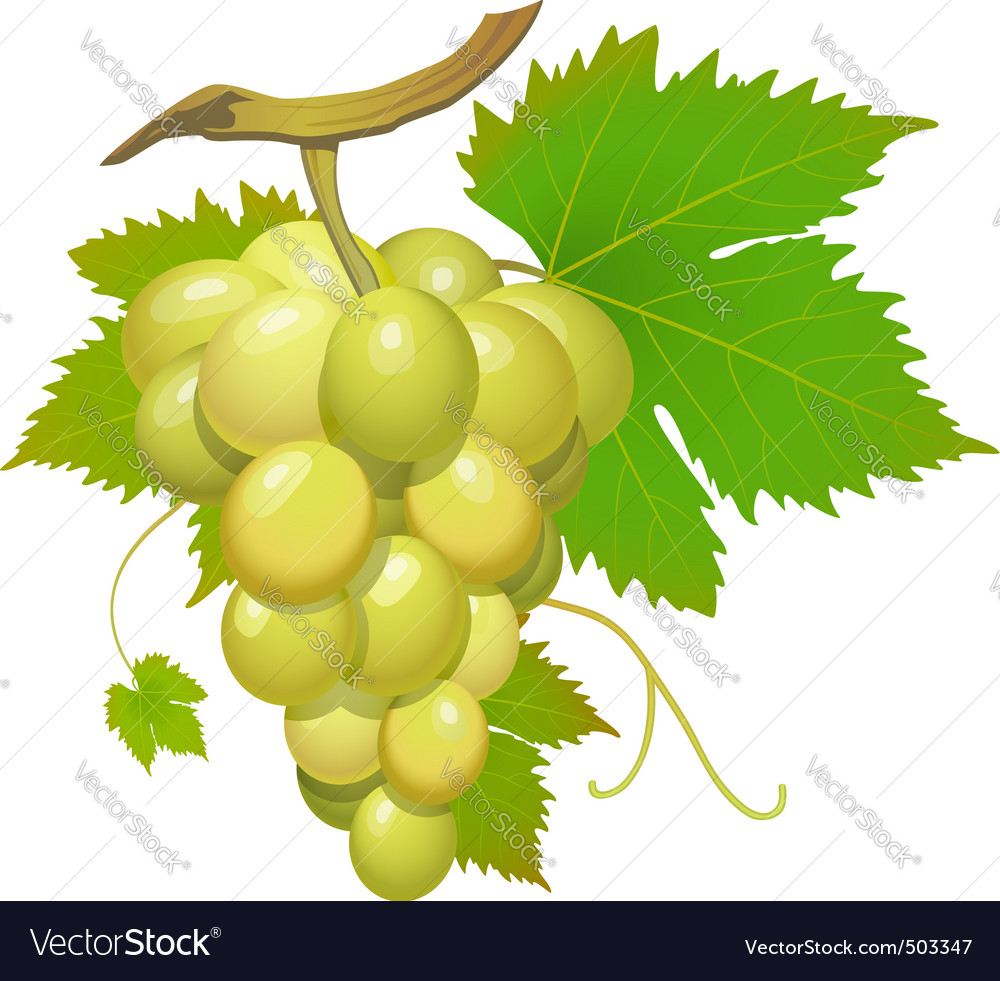 White grape Royalty Free Vector Image - VectorStock