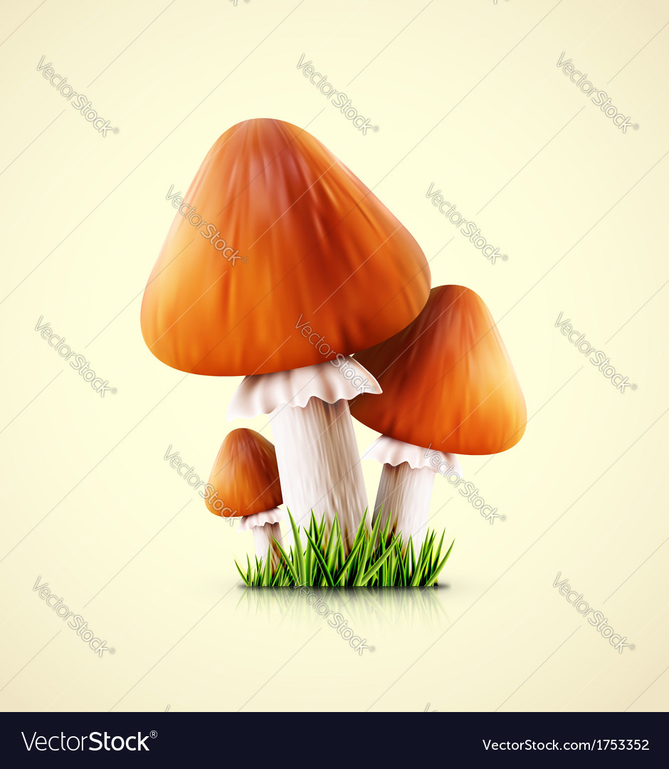 Three mushrooms Royalty Free Vector Image - VectorStock Three mushrooms Royalty Free Vector Image - VectorStock