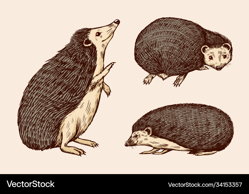 Hedgehog or spiny forest animal prickly creatures Vector Image