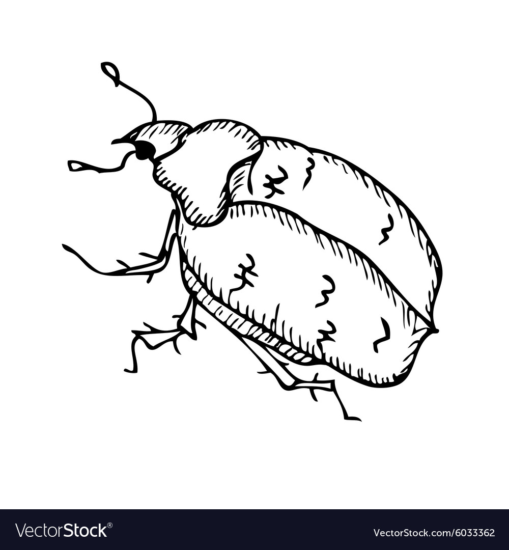 Beetle Royalty Free Vector Image - VectorStock