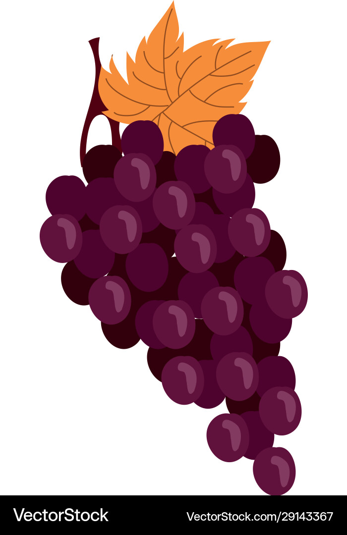 Grapes fresh fruits isolated icon Royalty Free Vector Image