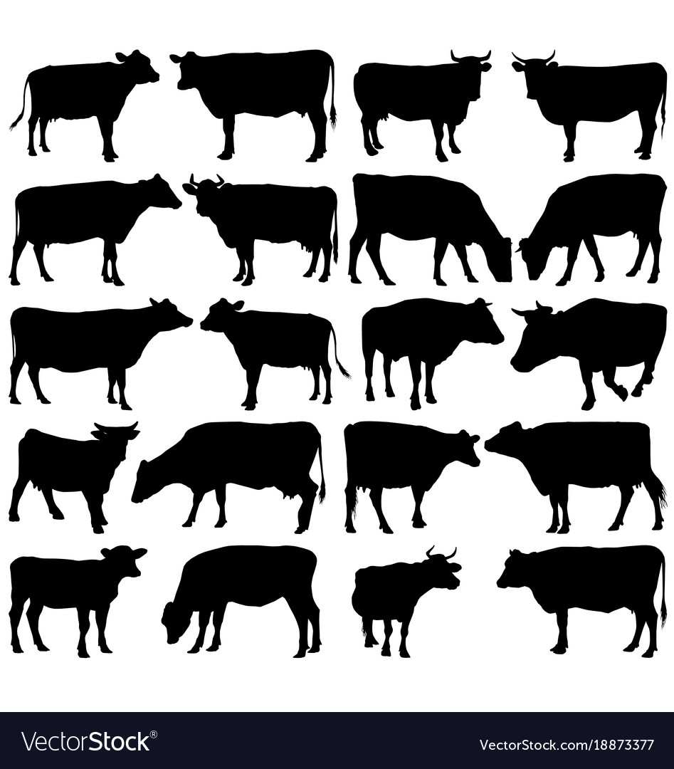 Cows Royalty Free Vector Image - VectorStock