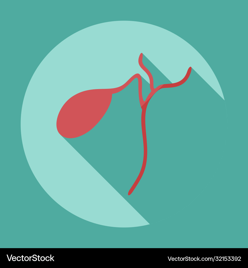 Flat modern design with shadow icons spleen Vector Image