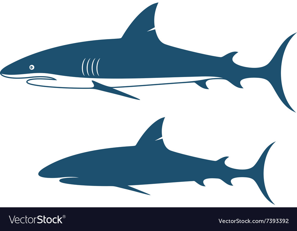 Shark Royalty Free Vector Image - VectorStock