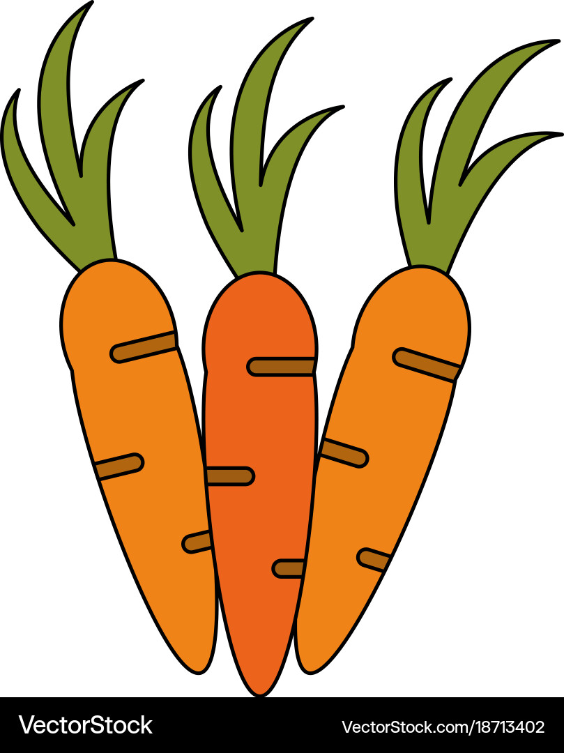 Fresh carrot vegetable Royalty Free Vector Image