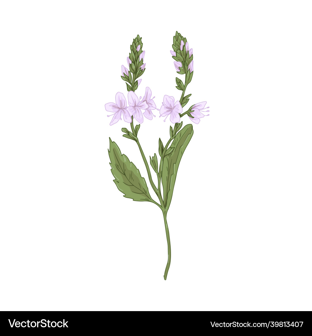 Heath speedwell flower botanical drawing Vector Image