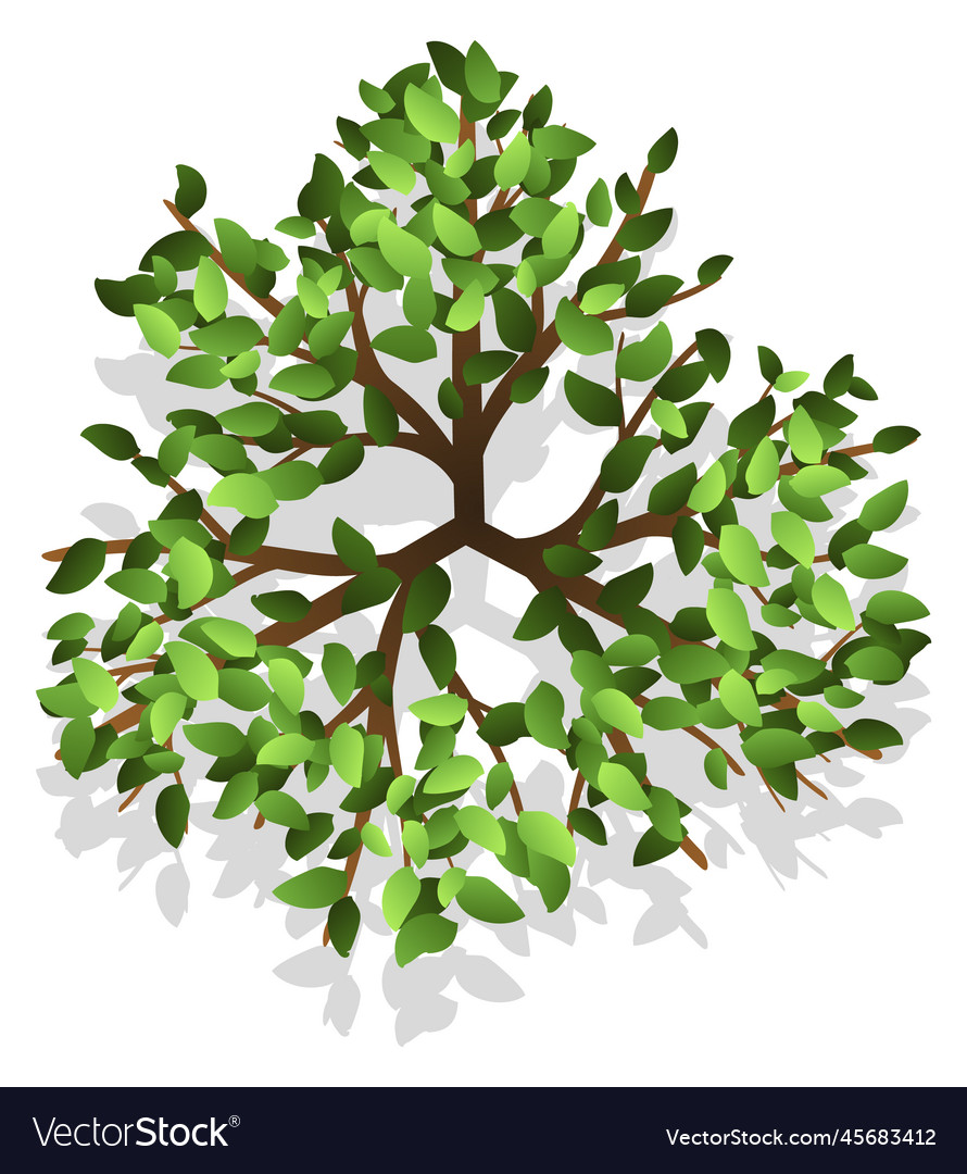 Green Plant Branches Top View Tree From Above Vector Image