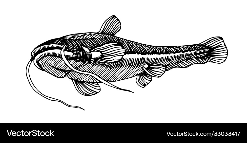 Freshwater catfish commercial river fish Vector Image