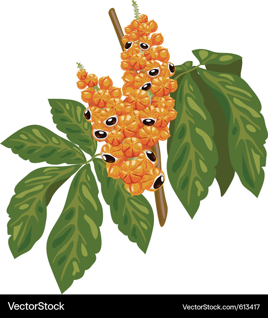 Guarana branch with fruit and leaves Royalty Free Vector